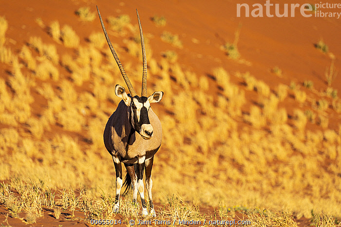 Stock photo of Oryx (Oryx gazella) in desert, Dead Vlei, Sossusvlei ...