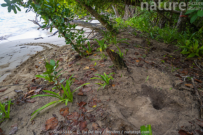 Stock photo of Hawksbill Sea Turtle (Eretmochelys imbricata) nest and ...