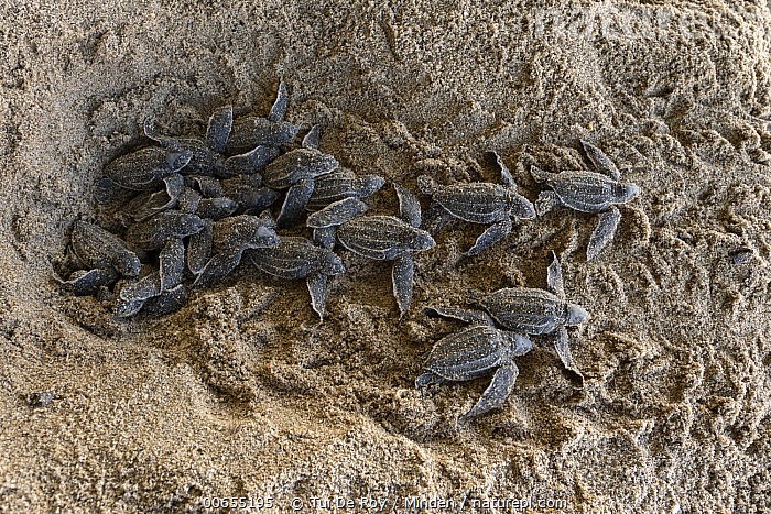 Stock photo of Leatherback Sea Turtle (Dermochelys coriacea) hatchlings ...