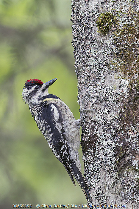 Stock photo of Yellow-bellied Sapsucker (Sphyrapicus varius) female ...