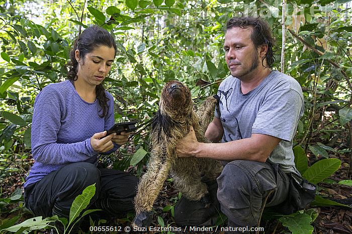 Stock photo of Maned Sloth (Bradypus torquatus) biologists, Gaston Gine ...