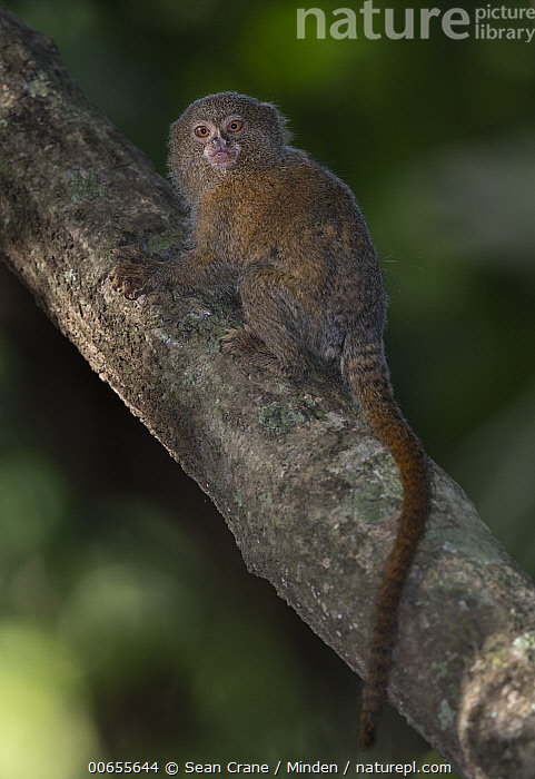 Stock photo of Pygmy Marmoset (Cebuella pygmaea), Amazon, Peru ...