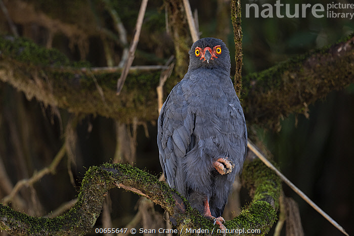 Stock photo of Slate-colored Hawk (Leucopternis schistacea), Amazon ...