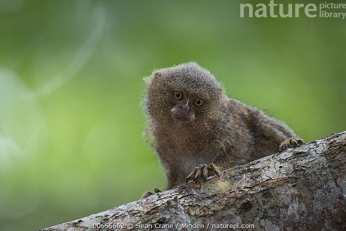 Stock photo of Pygmy Marmoset (Cebuella pygmaea), Amazon, Peru ...