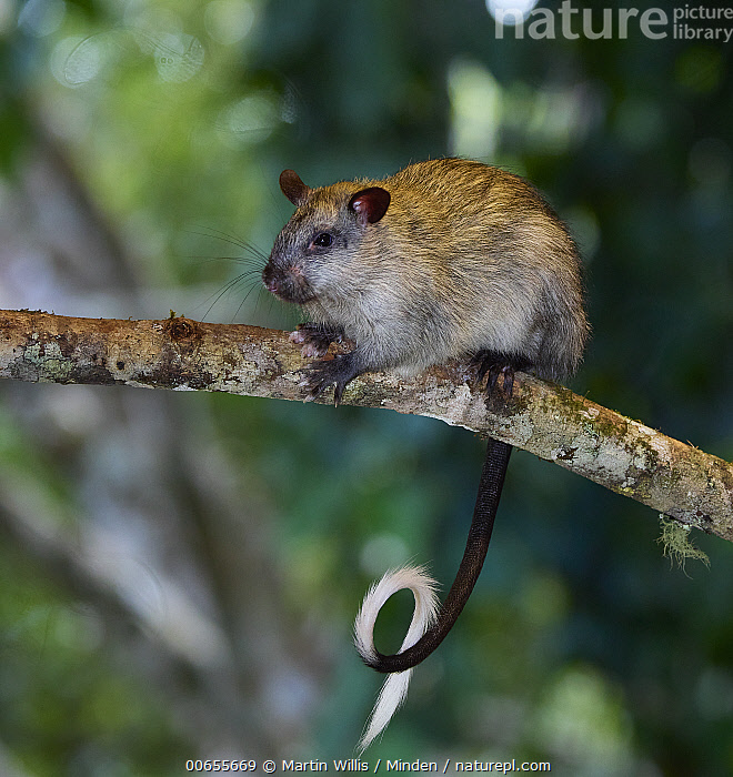 Stock photo of Black-footed Tree Rat (Mesembriomys gouldii), Atherton ...