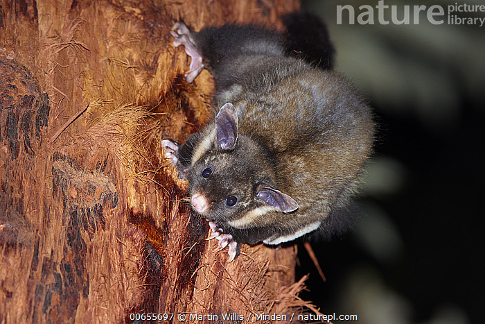 Cute Yellow Bellied Glider ZootierlisteHomepage
