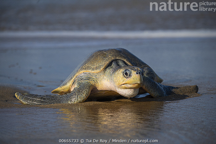 Stock photo of Olive Ridley Sea Turtle (Lepidochelys olivacea) female ...