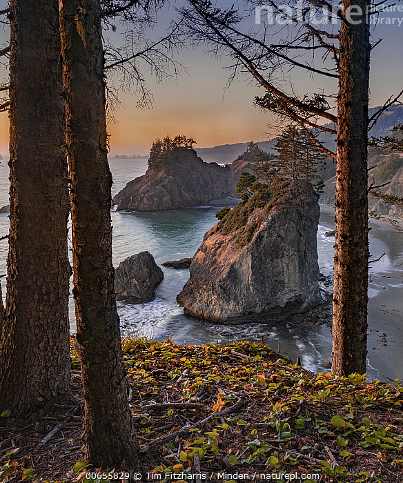 Stock photo of Coast, Arch Rock State Park, Oregon. Available for sale ...