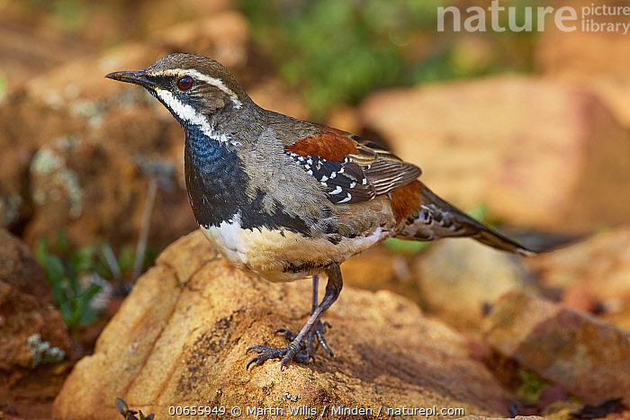 Stock photo of Copperback Quail-Thrush (Cinclosoma clarum), Paynes Find ...