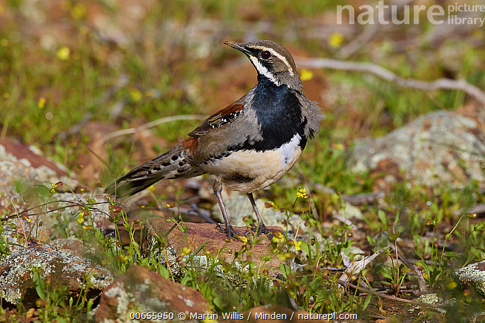 Stock photo of Copperback Quail-Thrush (Cinclosoma clarum), Paynes Find ...