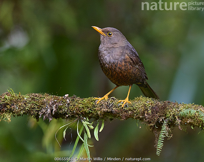 Stock photo of Island Thrush (Turdus poliocephalus), Kumul Lodge, Mount ...