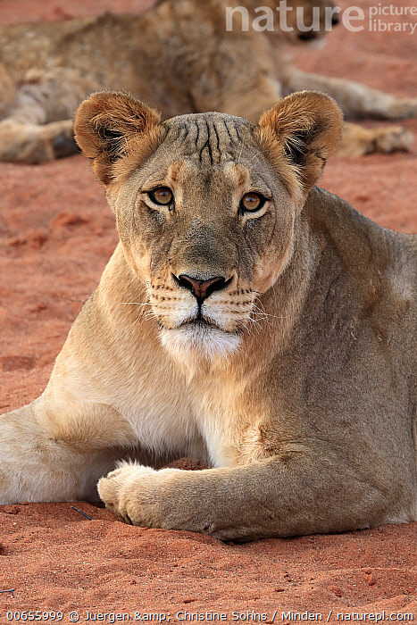 Stock photo of African Lion (Panthera leo) female, Tswalu Game Reserve ...