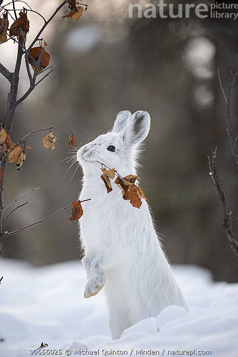 Stock photo of Snowshoe Hare (Lepus americanus) browsing in winter ...