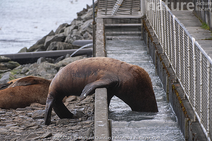 Stock photo of Steller's Sea Lion (Eumetopias jubatus) male fishing at ...