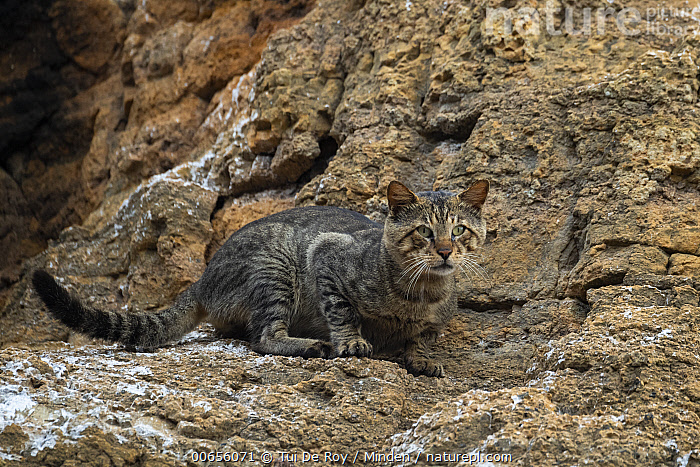 Galapagos Islands Feral Cats Invasive Species: The Silent Threat