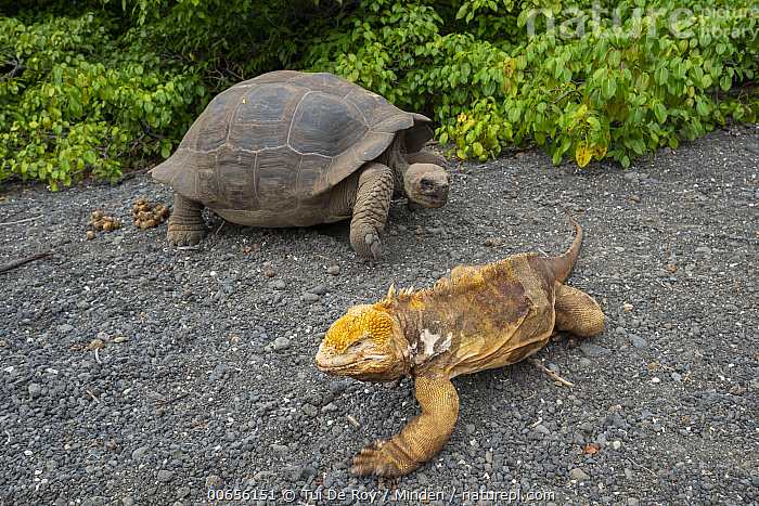 Stock photo of Volcan Alcedo Giant Tortoise (Chelonoidis vandenburghi ...