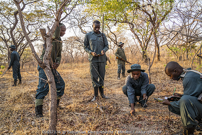Stock photo of Anti-poaching scouts dismantling snare during patrol ...