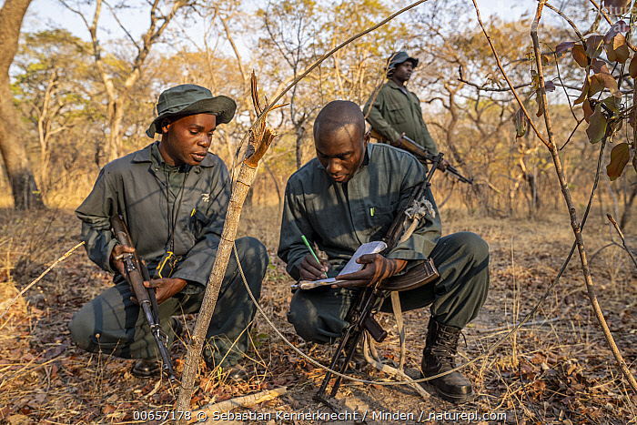 Stock photo of Anti-poaching scouts dismantling snare during patrol ...