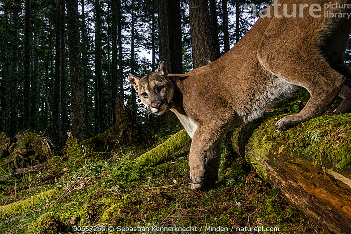 Stock photo of Mountain Lion (Puma concolor) male in temperate ...