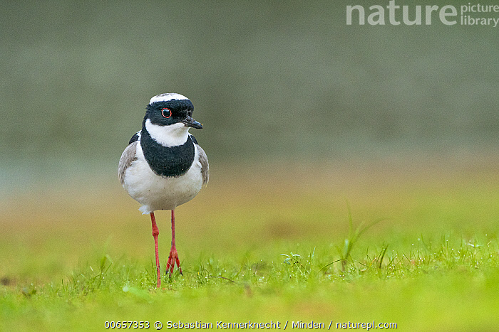 Stock photo of Pied Lapwing (Vanellus cayanus), Pantanal, Brazil ...