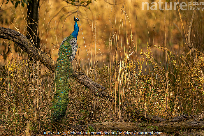 Stock photo of Indian Peafowl (Pavo cristatus) male, Kanha Tiger ...