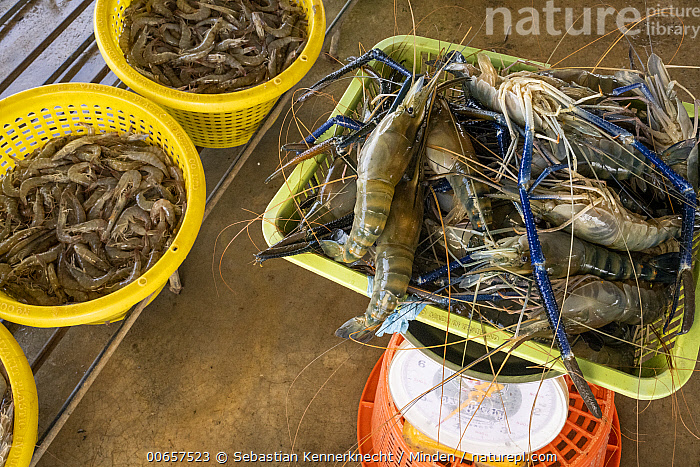 Stock photo of Industrially farmed and traditionally farmed shrimp ...