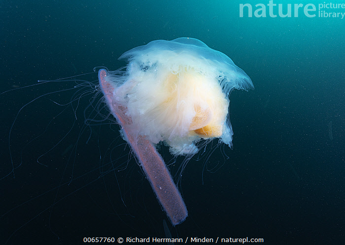 Stock photo of Egg-yolk Jellyfish (Phacellophora camtschatica) feeding ...