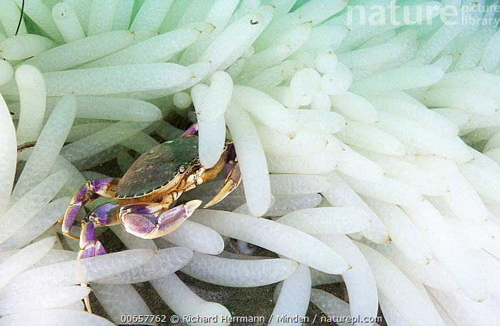 Stock photo of Graceful Rock Crab (Cancer gracilis) in Squid (Loligo ...