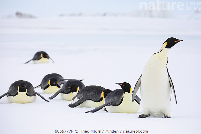 Stock photo of Emperor Penguin (Aptenodytes forsteri) group tobogganing ...