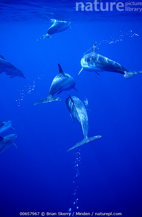 Stock photo of Atlantic Spotted Dolphin (Stenella frontalis) pod ...