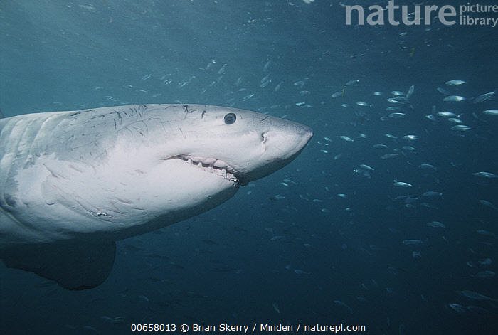 Stock photo of Great White Shark (Carcharodon carcharias) and fish ...