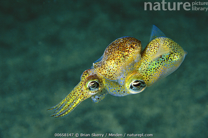 Stock photo of Little Cuttlefish (Sepiola atlantica) pair mating ...