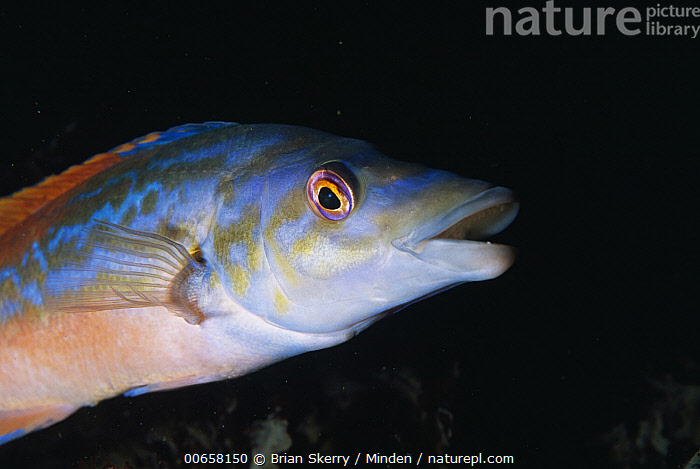 Stock photo of Cuckoo Wrasse (Labrus mixtus), Ireland. Available for ...