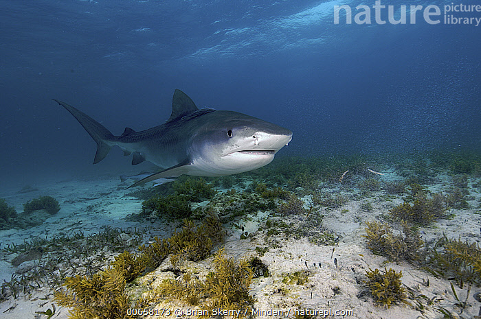 Stock photo of Tiger Shark (Galeocerdo cuvieri), Bahamas, Caribbean ...