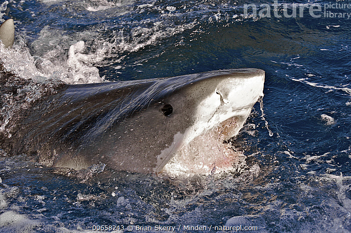 Stock photo of Tiger Shark (Galeocerdo cuvieri) feeding st surface ...
