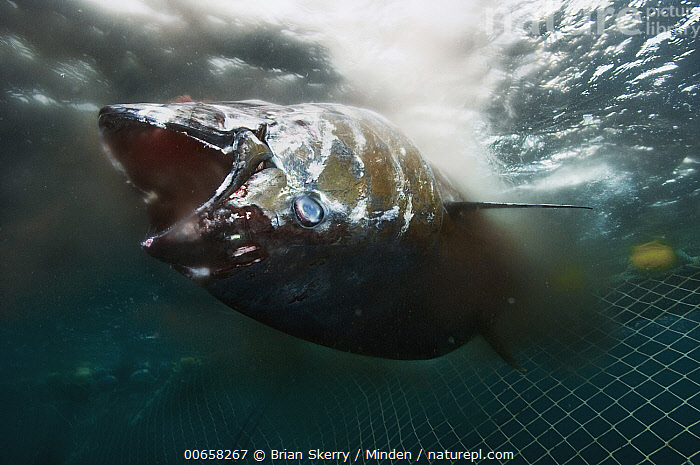 Stock photo of Atlantic Bluefin Tuna (Thunnus thynnus) dead in ...