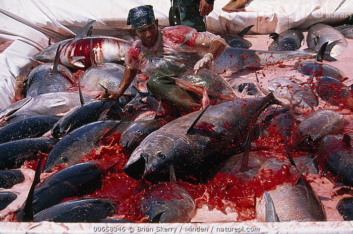 Stock photo of Atlantic Bluefin Tuna (Thunnus thynnus) butchered during ...