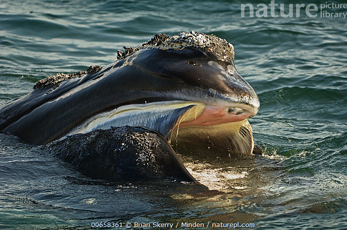 Stock photo of North Atlantic Right Whale (Eubalaena glacialis) calf ...
