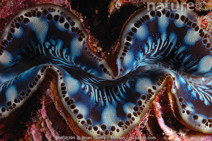 Stock photo of Giant Clam (Tridacna gigas) mantle, Kingman Reef ...