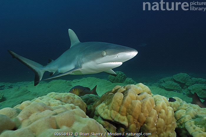 Stock photo of Grey Reef Shark (Carcharhinus amblyrhynchos), Kingman ...