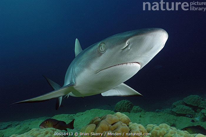 Stock photo of Grey Reef Shark (Carcharhinus amblyrhynchos), Kingman ...