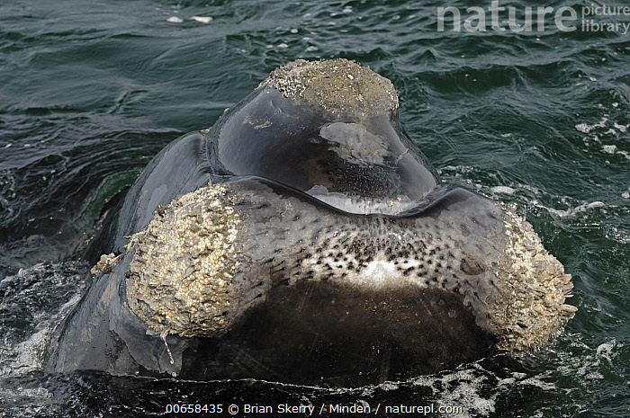 Stock photo of North Atlantic Right Whale (Eubalaena glacialis ...