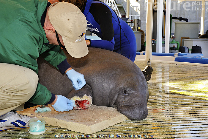 Stock photo of West Indian Manatee (Trichechus manatus) female treated ...