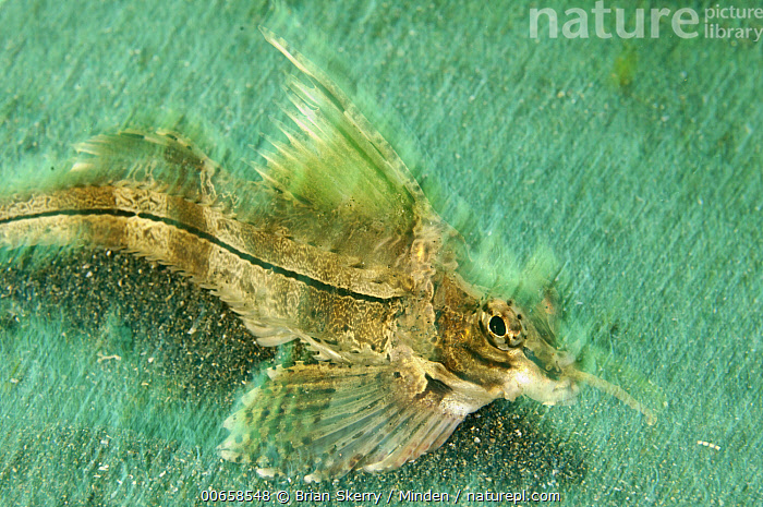 Stock photo of Poacher Fish (Agonomalus proboscidalis), Rausu, Hokkaido ...