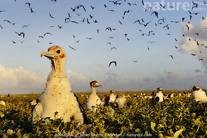 Stock photo of Lesser Frigatebird (Fregata ariel) chicks, Rawaki ...