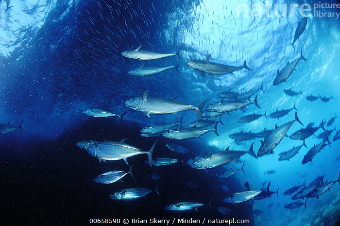 Stock photo of Dogtooth Tuna (Gymnosarda unicolor) school, Yomeshima ...