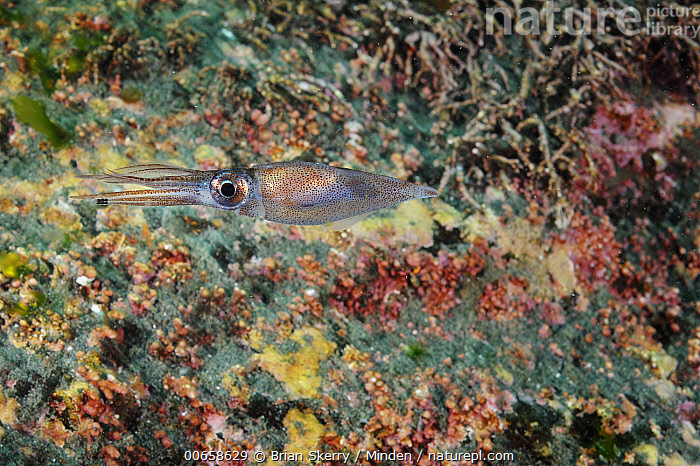 Stock photo of Squid camouflaged, Shiretoko Peninsula, Hokkaido, Japan ...