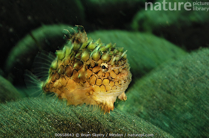Stock photo of Lumpsucker (Cyclopteridae), Rausu, Hokkaido, Japan ...