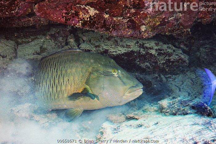 Stock photo of Wrasse (Labridae), Nikumaroro Island, Kiribati ...