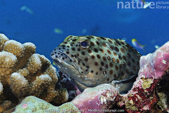Stock photo of Grouper (Serranidae), Canton Island, Kiribati. Available ...